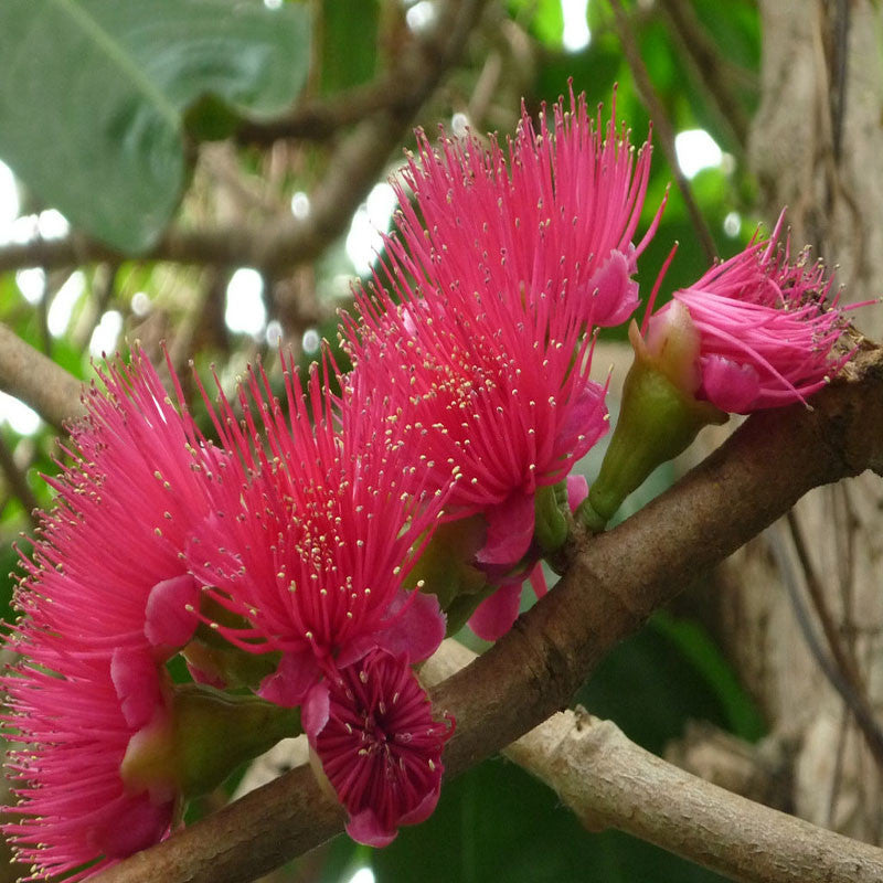 Malay apple- Fruit Plants & Tree– Exotic Flora