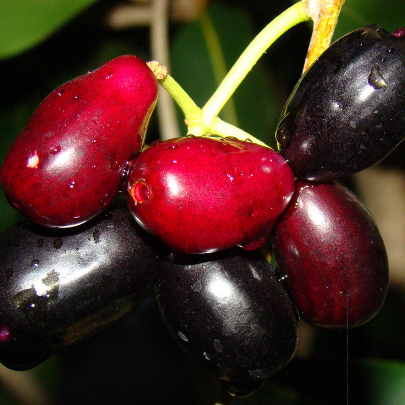 Jambolan Jumbo Jamun (Grafted)- Fruit Plants & Tree– Exotic Flora