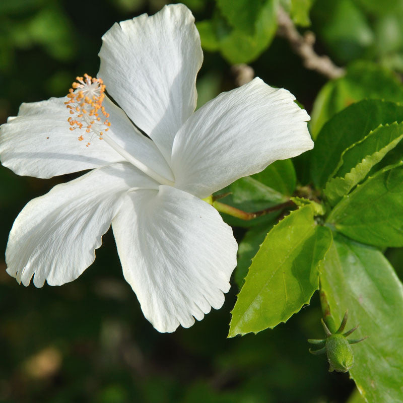 Hibiscus White Desi - Flowering Plants– Exotic Flora