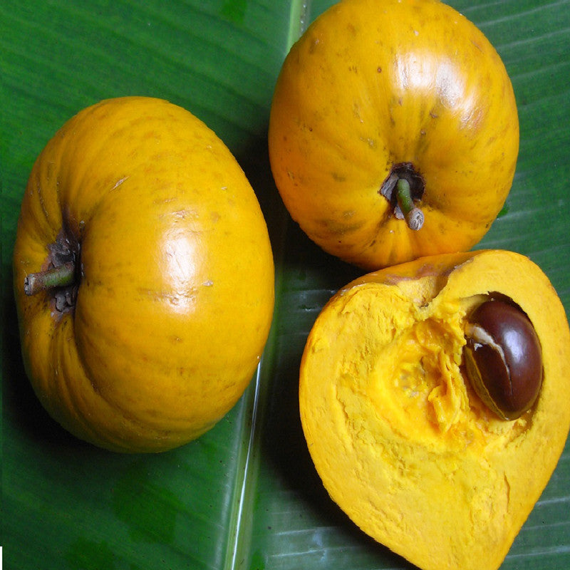 Eggfruit - Fruit Plants & Tree– Exotic Flora