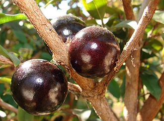 Jabuticaba - Fruits Plant & Tree– Exotic Flora
