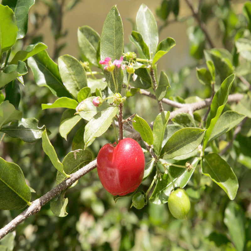 Barbados Cherry -Fruit Plants & Tree– Exotic Flora