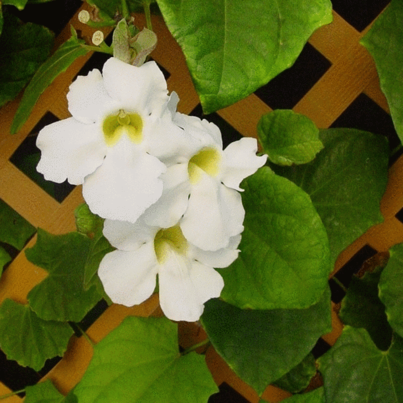 Thunbergia White - Creepers & Climbers– Exotic Flora