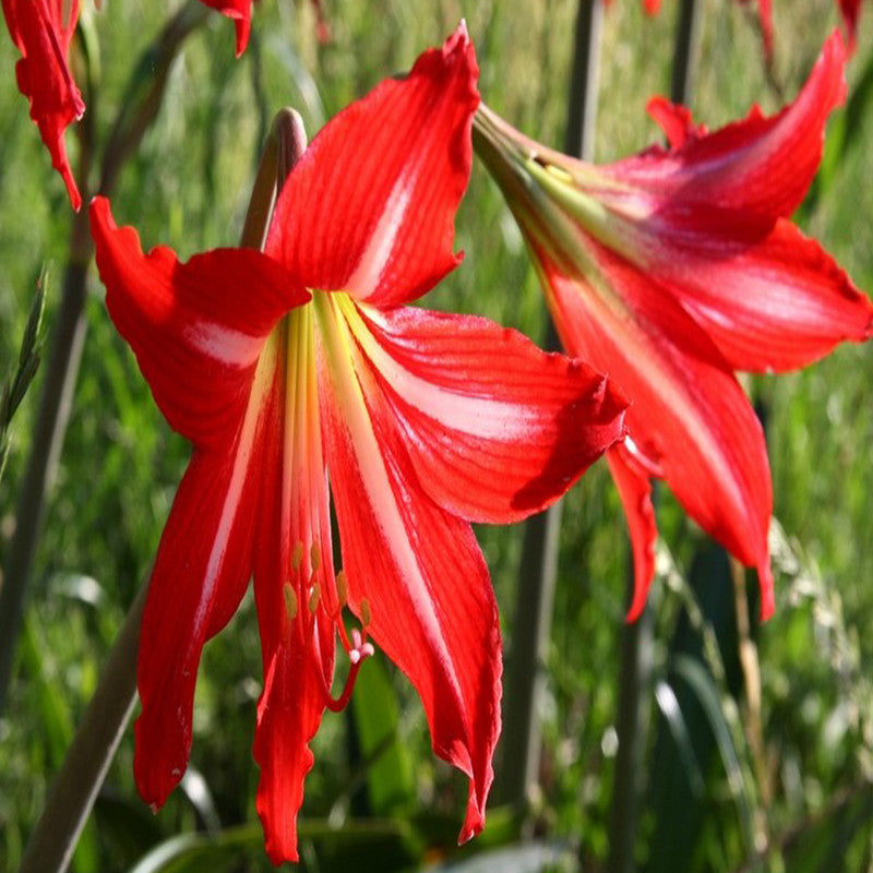 Amaryllis Lily Red - Flowering Plants– Exotic Flora