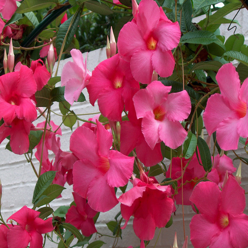 Mandevilla Pink Single - Creepers & Climbers– Exotic Flora