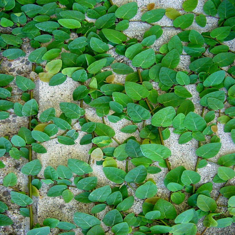 Wall Creeper/Ficus pumila - Creepers & Climbers– Exotic Flora