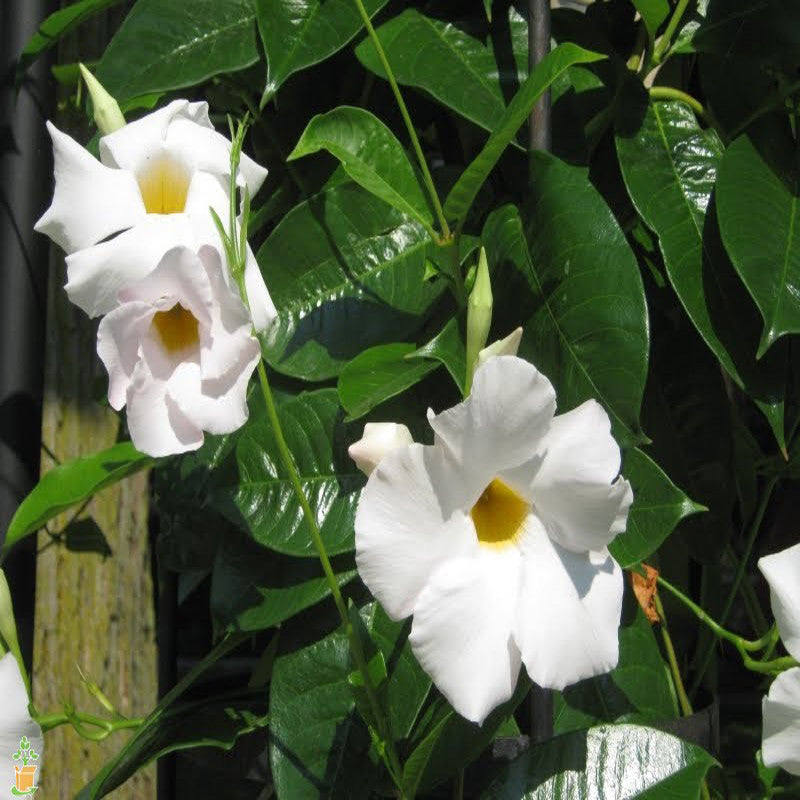 Mandevilla White Single - Creepers & Climbers– Exotic Flora