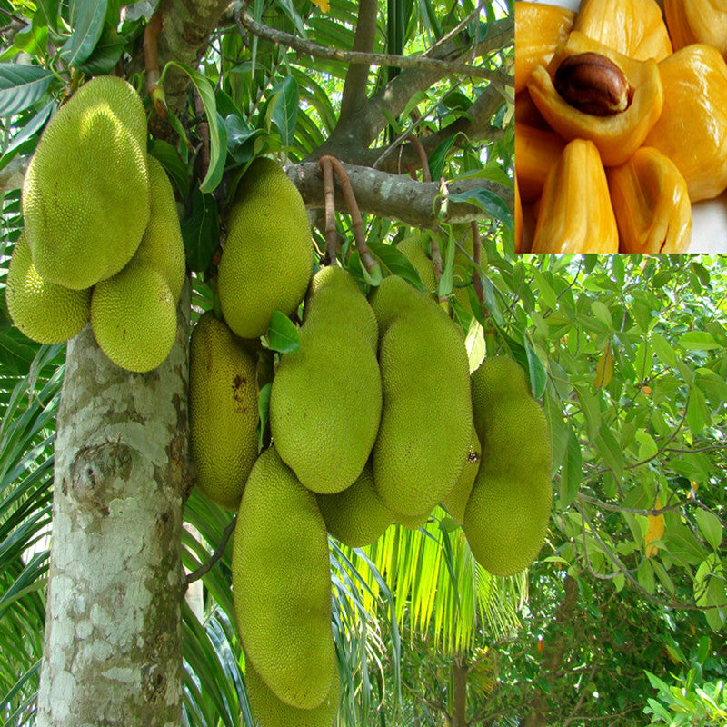 Jack fruit-Honey Panasa(Grafted) - Fruit Plants & Tree– Exotic Flora
