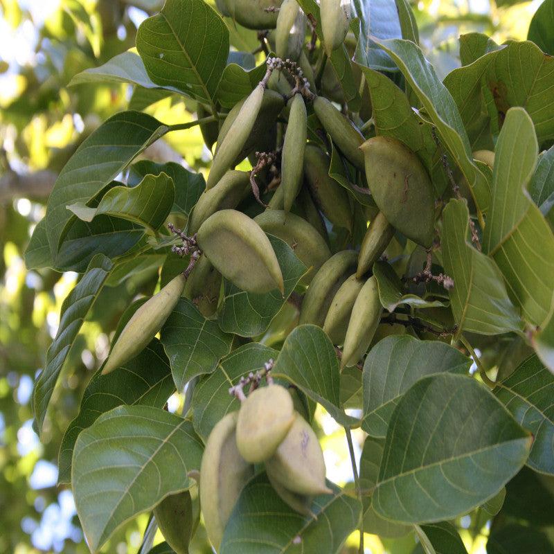 Pongamia/ Indian Beech Tree -Avenue Trees– Exotic Flora
