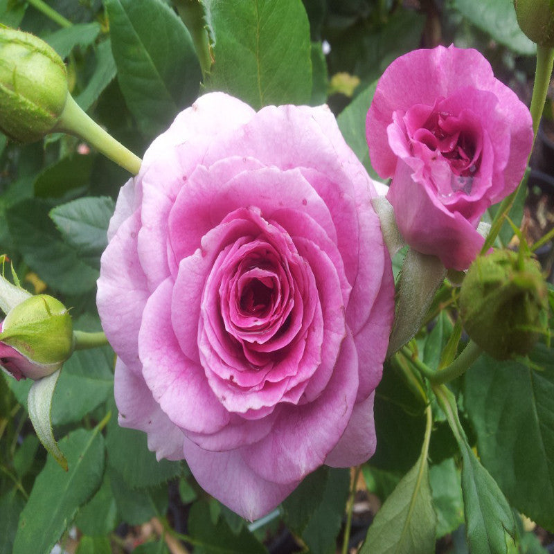 Floribunda Rose - Flowering Shrubs – Exotic Flora