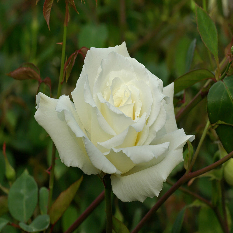 Rosa White Success - Flowering Shrubs– Exotic Flora