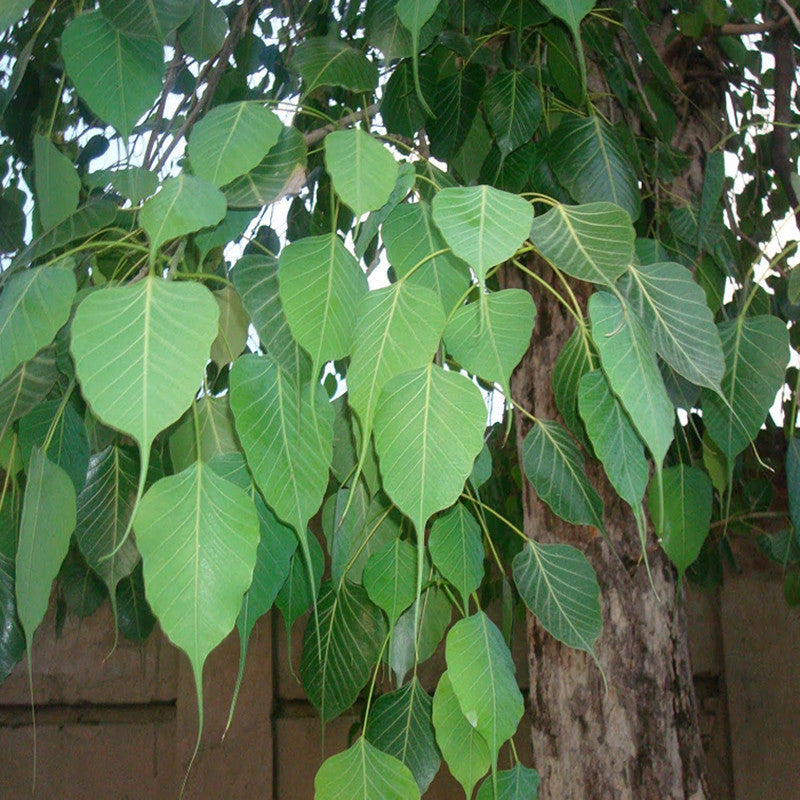 Ficus Religiosa/Peepal Tree - Avenue Trees – Exotic Flora