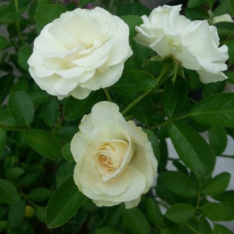 Rose Summer Snow White - Flowering Plants– Exotic Flora