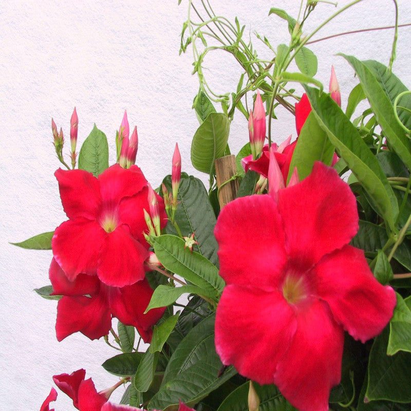 Mandevilla Red Single - Creepers & Climbers– Exotic Flora