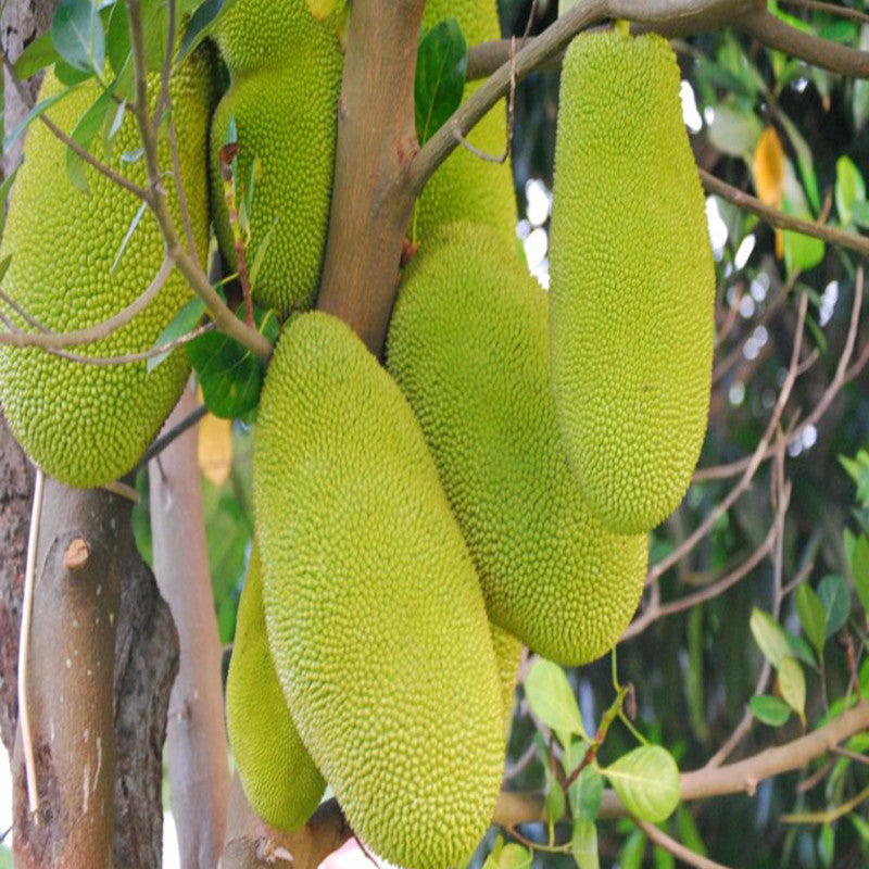 Jack fruit-Gumless Panasa(Grafted) - Fruit Plants & Tree– Exotic Flora