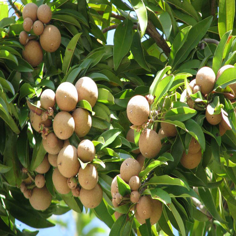 Chikoo-Pala(Grafted)- Fruit Plants & Tree– Exotic Flora
