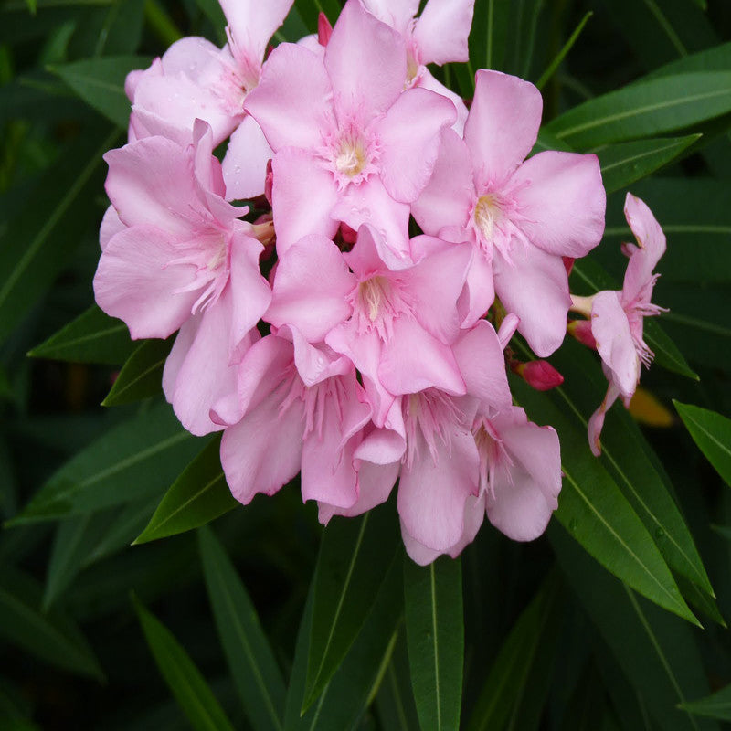 Nerium mini Pink Single - Flowering Shrubs– Exotic Flora