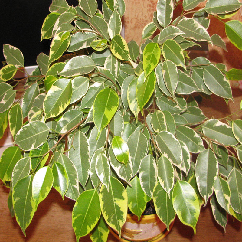 Ficus Bushy King- Ornamental Shrubs– Exotic Flora