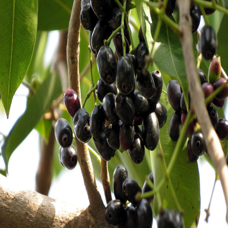 Jambolan(Grafted) - Fruit Plants & Tree– Exotic Flora
