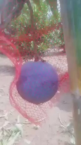 Blue-Mango Fruit plant and Tree – Exotic Flora