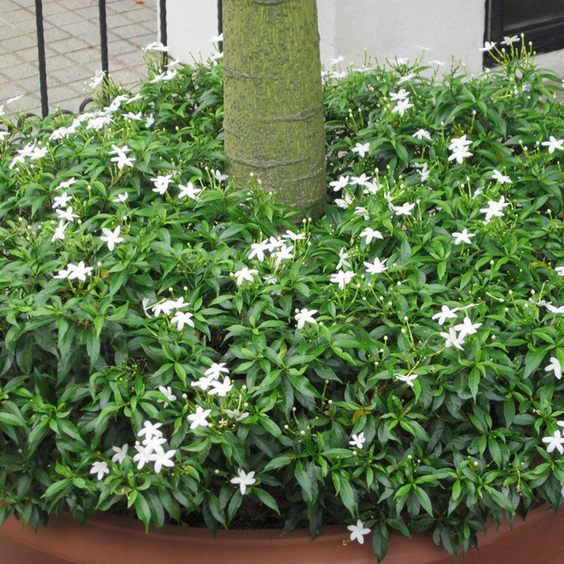 TMC Mini - Flowering Plants– Exotic Flora