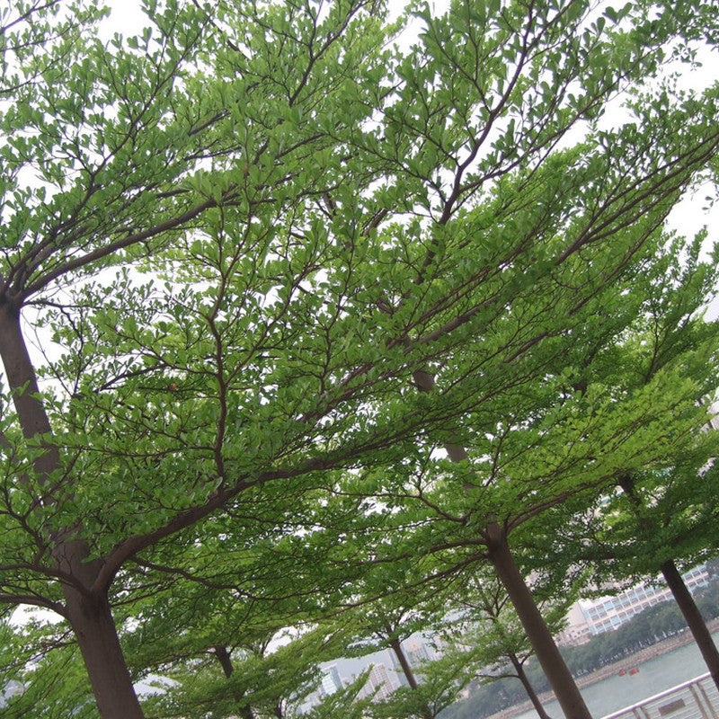 Terminalia Mini Ivorensis - Big Size Plants– Exotic Flora