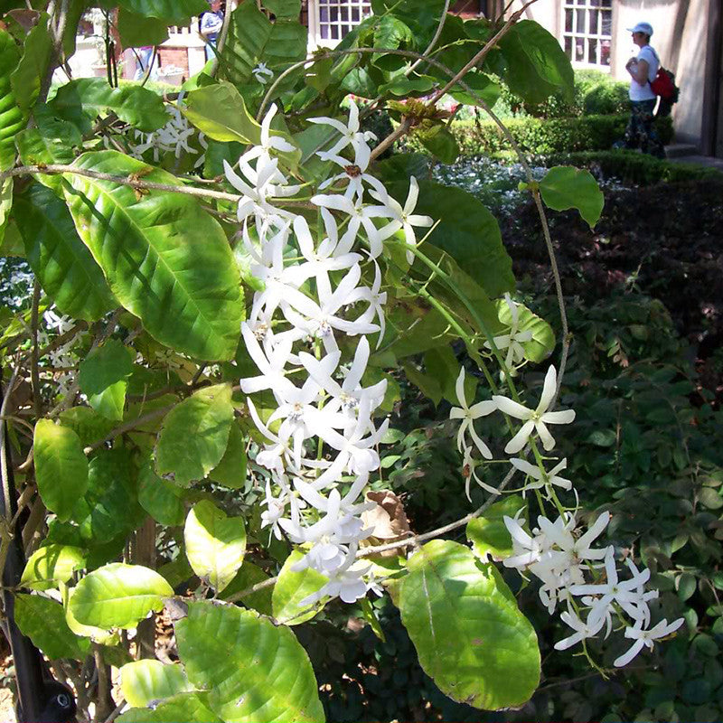Petrea White - Creepers & Climbers– Exotic Flora