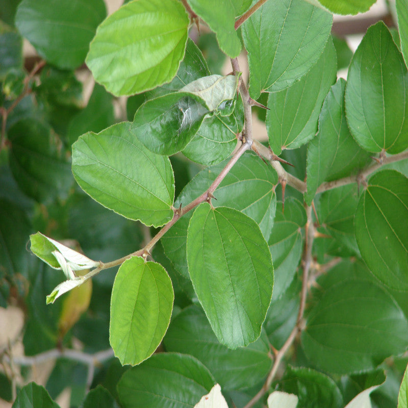Indian Jujubee/Indian Ber - Fruit Plants & Tree– Exotic Flora