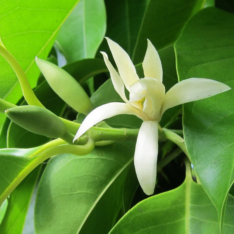 White Champaca / Magnolia alba (Grafted) - Perfuming Plants– Exotic Flora