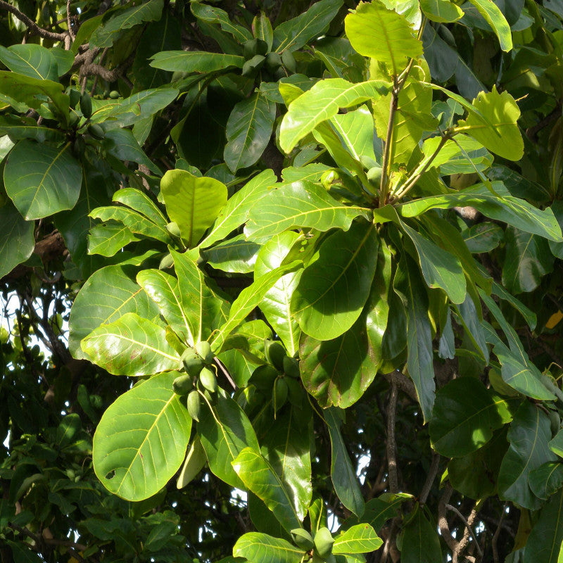 Indian Almond-Avenue Trees– Exotic Flora