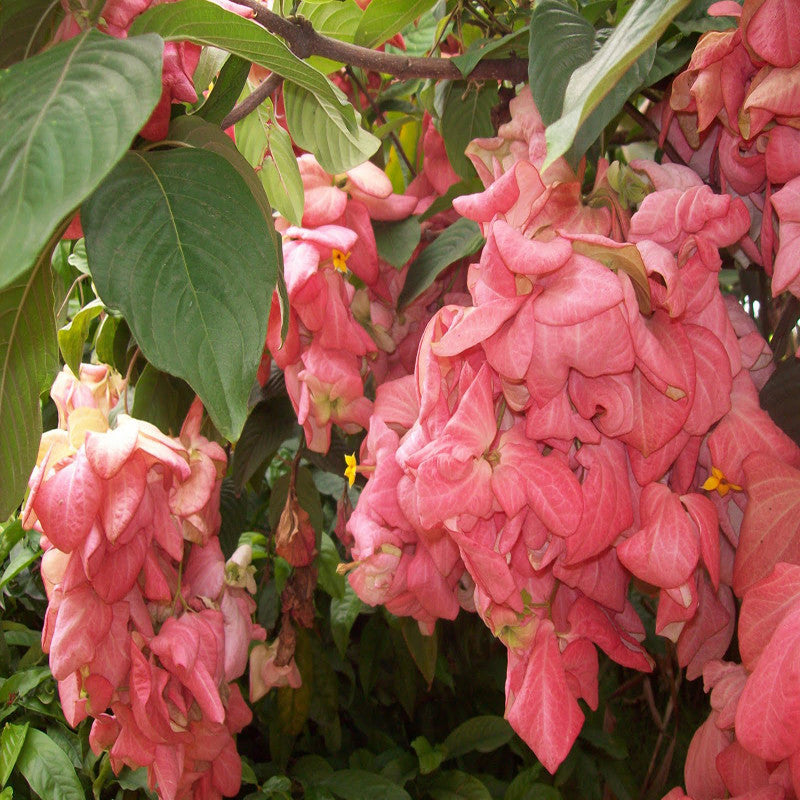 Mussaenda Pink - Flowering Shrubs– Exotic Flora
