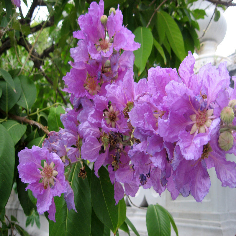 Lagerstroemia Purple / Crape Myrtle Purple - Avenue Trees– Exotic Flora
