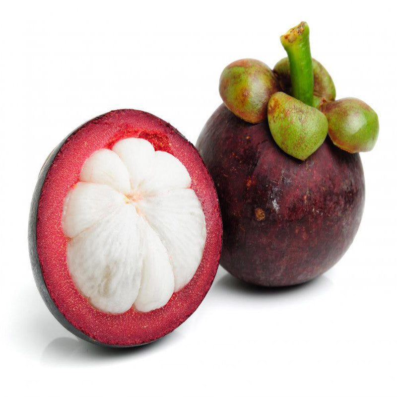 Mangosteen / Garcinia mangostana - Fruit Plants & Tree– Exotic Flora