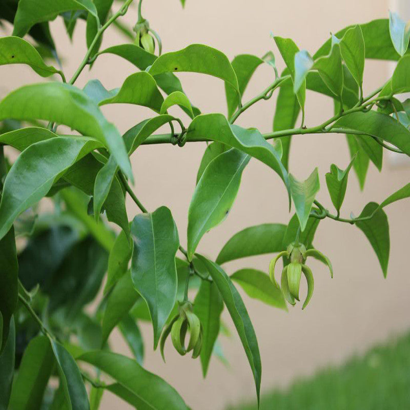 Hari Champa / Artabotrys hexapetalus - Flowering Plants– Exotic Flora