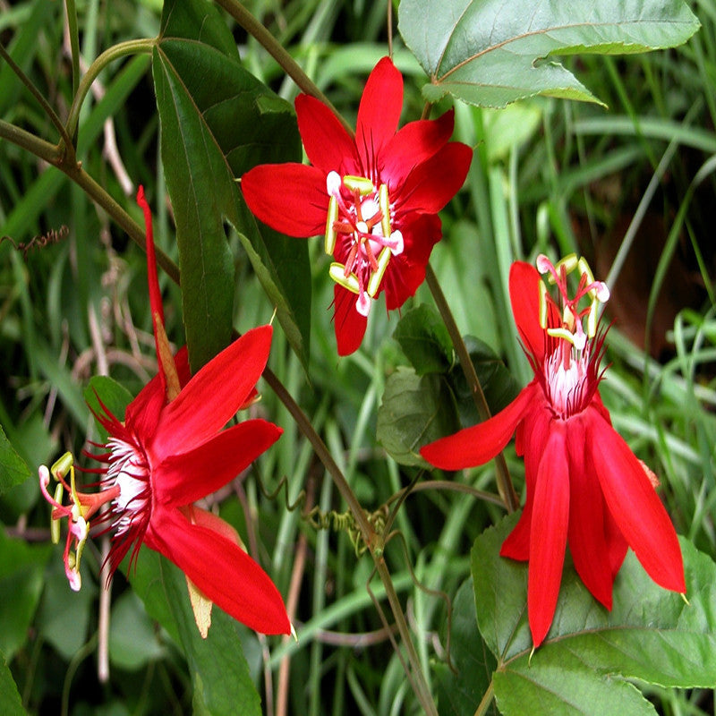 Scarlet Passion Flower red- Creepers & Climbers– Exotic Flora