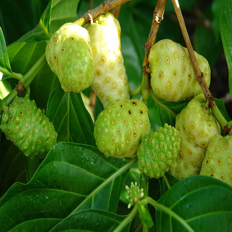 Noni Fruit Tree Morinda Citrifolia NONI FRUIT TREE | SUMMER HIBISCUS