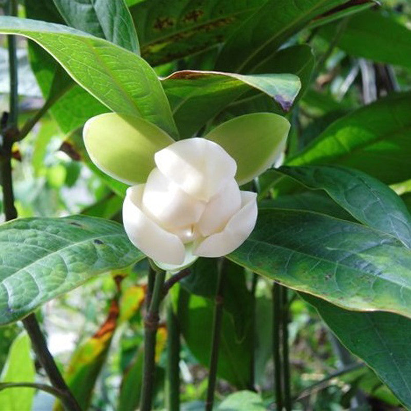 Magnolia Dwarf Coco - Flowering Shrubs– Exotic Flora