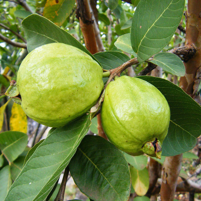 Guava-Lucknow-49(Air Layered Plant) - Fruit Plants & Tree– Exotic Flora