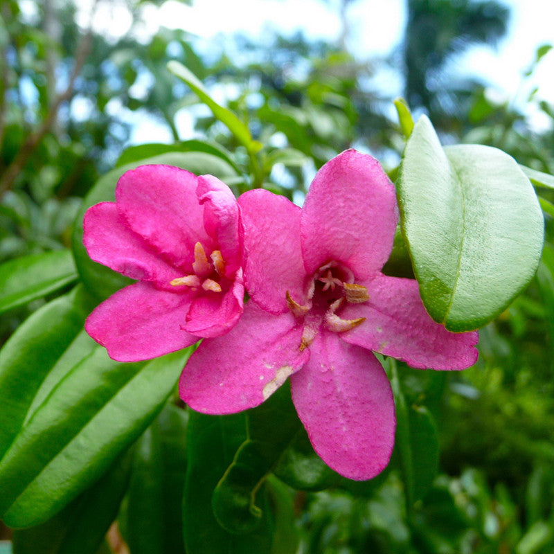 Ravenia spectabilis, Pink - Flowering Shrubs– Exotic Flora