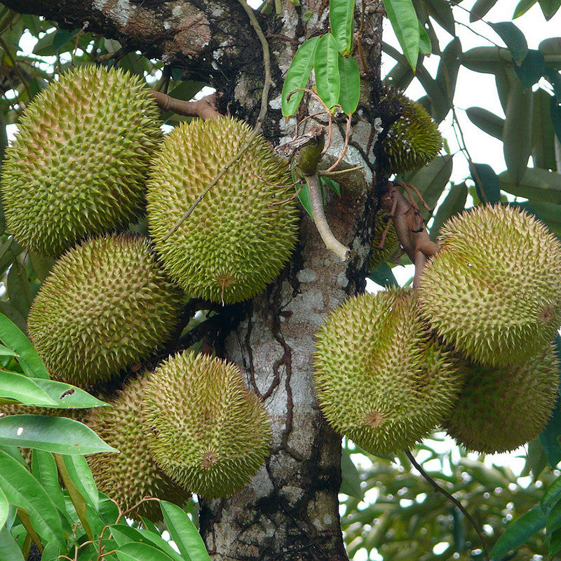Durian Fruit - Fruit Plants & Tree– Exotic Flora