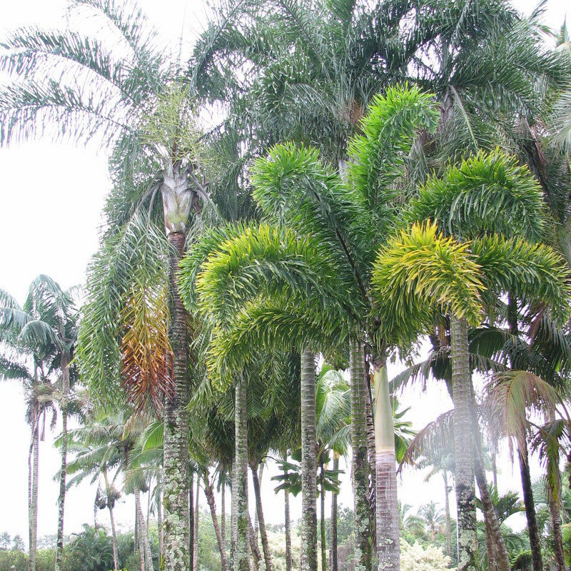 Fox Tail Palm - Palms– Exotic Flora