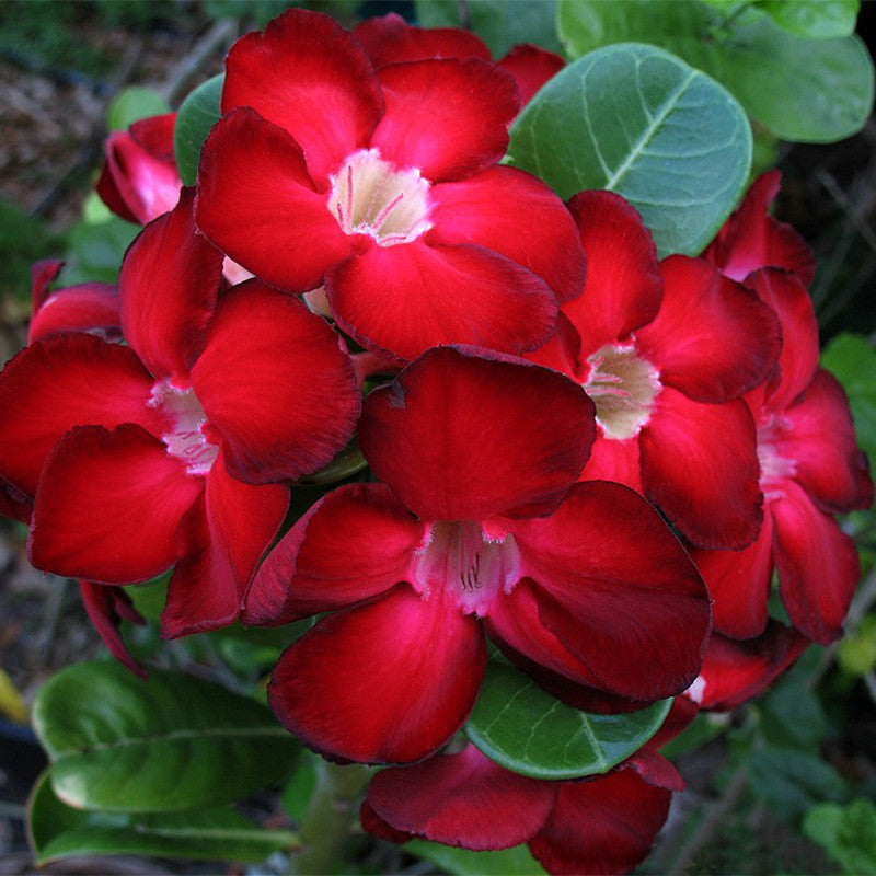 Adenium Red - Flowering Plants– Exotic Flora