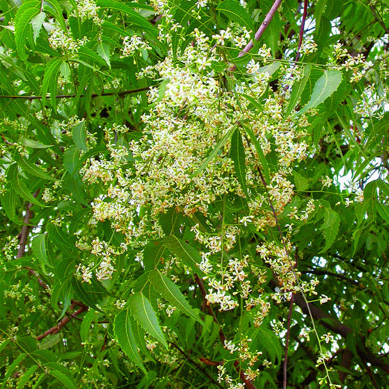 Indian Neem tree - Big Size Plants– Exotic Flora