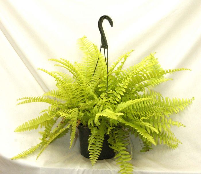 Golden Boston Fern - Indoor Plants– Exotic Flora