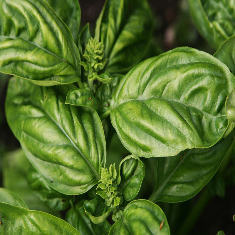 Basil-Vegetable Seeds – Exotic Flora