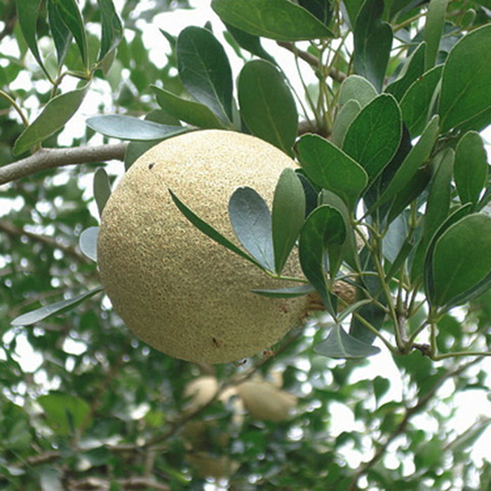 Wood Apple - Fruit Plants & Tree– Exotic Flora