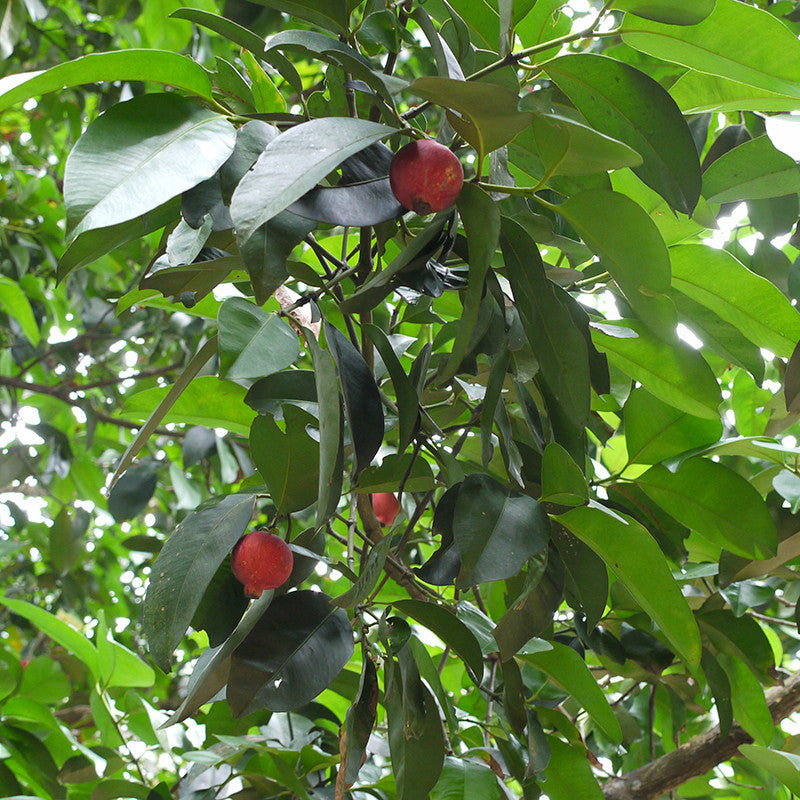 Garcinia Combogutta - Fruit Plants & Tree – Exotic Flora