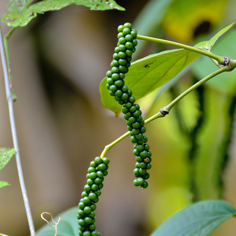 Pepper Climber - Spice Plants– Exotic Flora