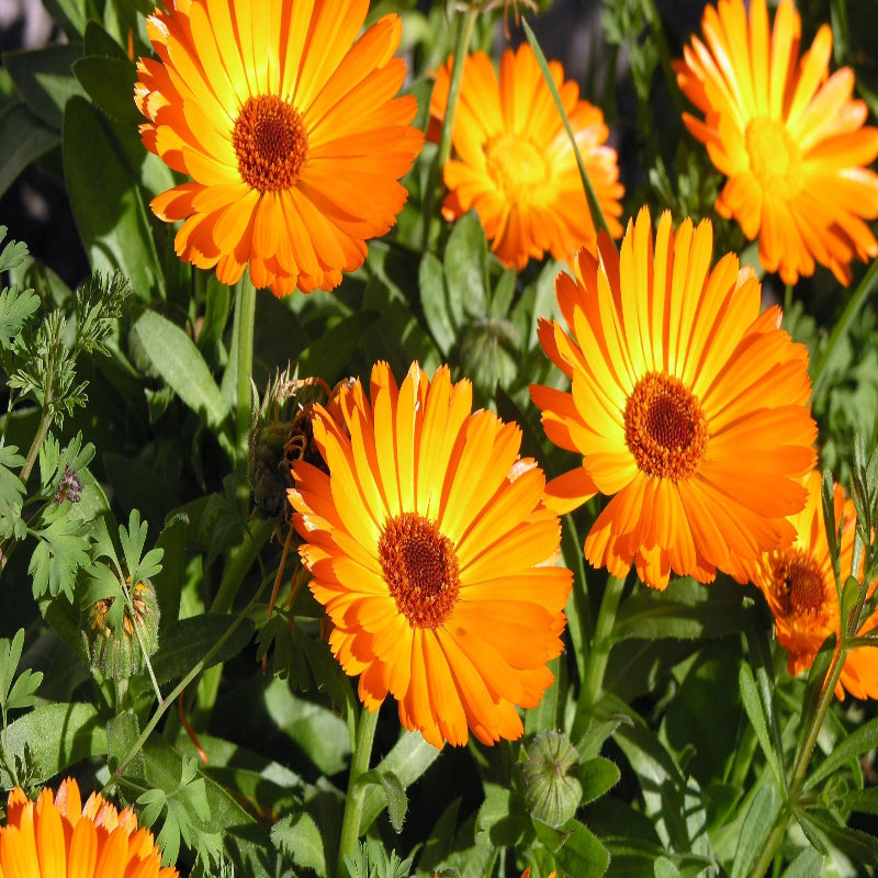Calendula- Calendula Officinalis -Flowering seeds – Exotic Flora