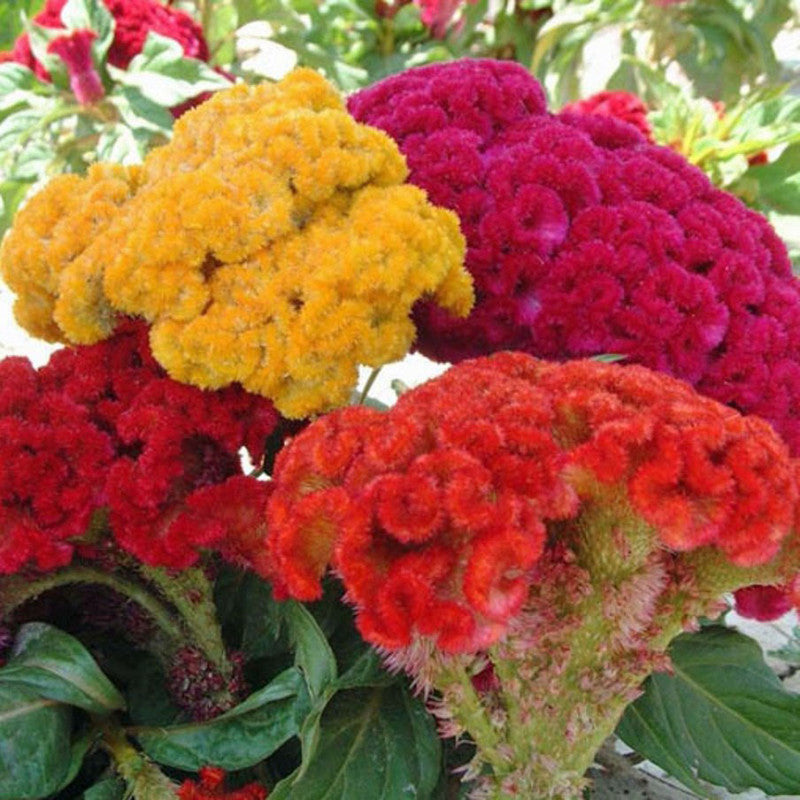 Celosia -Flower Seeds– Exotic Flora